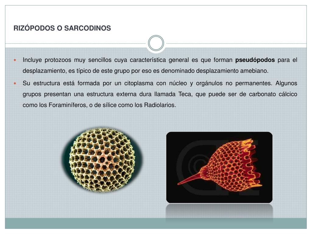 PPT - UNIDAD IV CLASIFICACIÓN DE LOS SERES VIVOS “Los Dominios y reinos ...