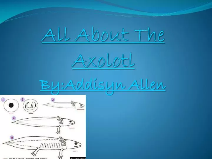 PPT - All About The Axolotl PowerPoint Presentation, free download - ID ...
