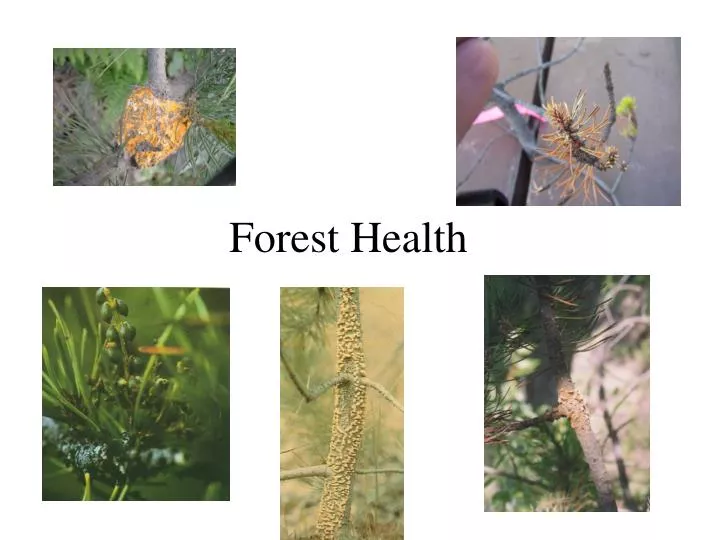 PPT - Forest Health PowerPoint Presentation, free download - ID:2145702