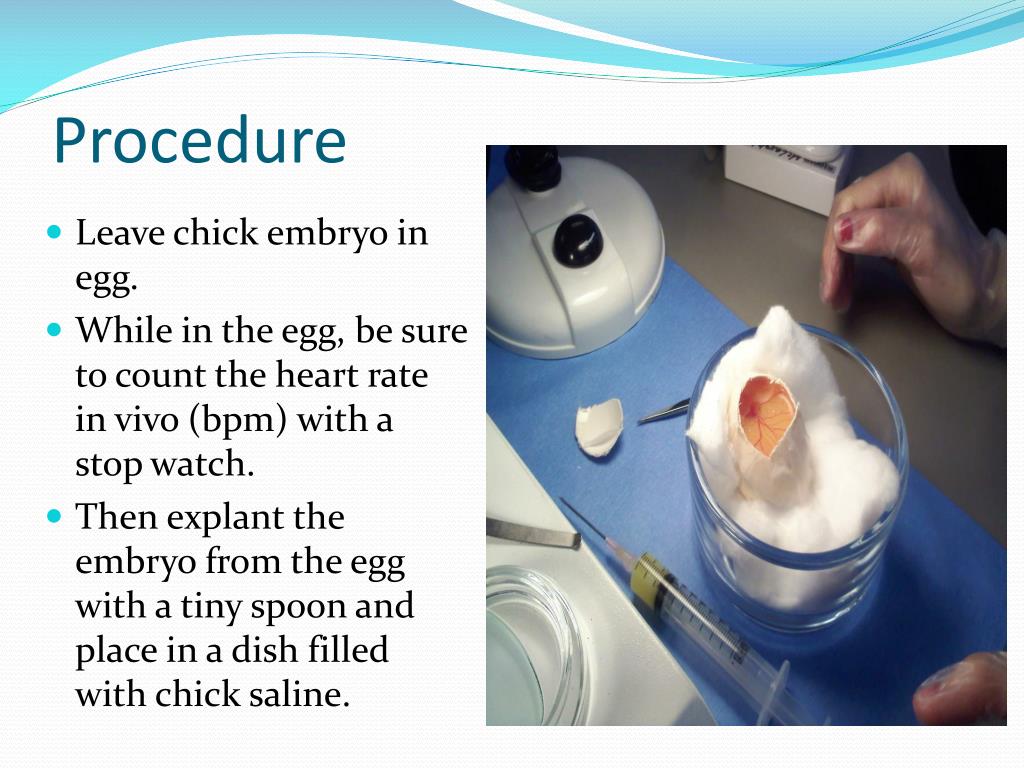 PPT - Effects of Alcohol on a 5 Day Old Chick Embryo’s Heart Rate ...