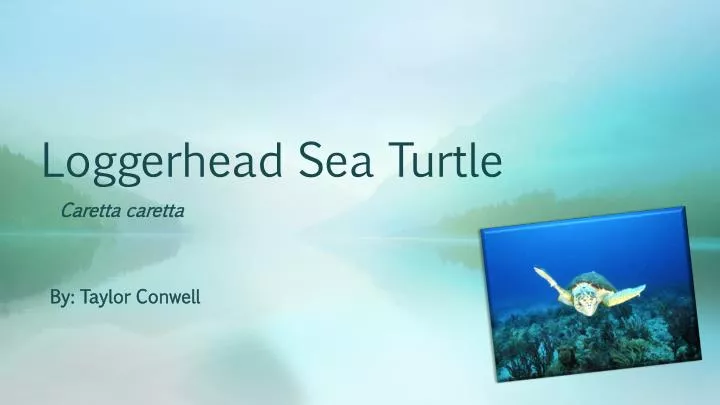PPT - Loggerhead Sea Turtle PowerPoint Presentation, free download - ID:2146048