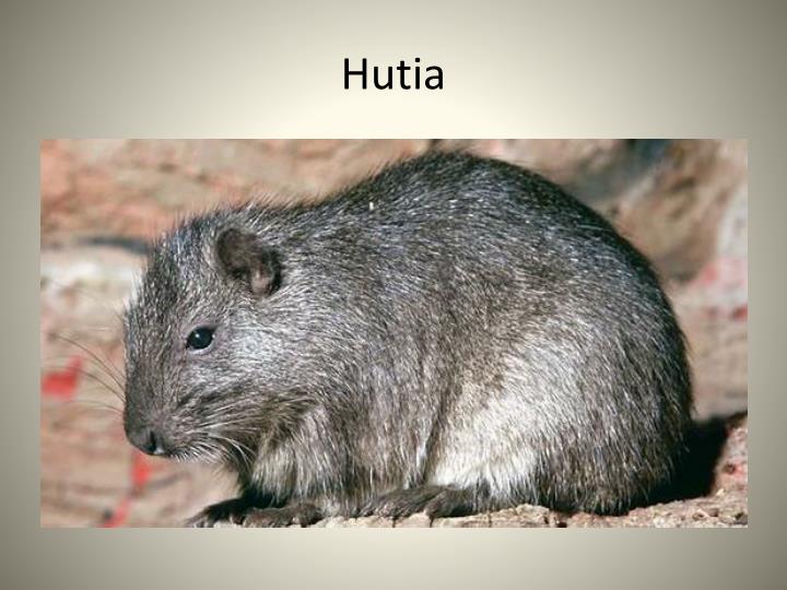 PPT - Tainos PowerPoint Presentation - ID:2146153