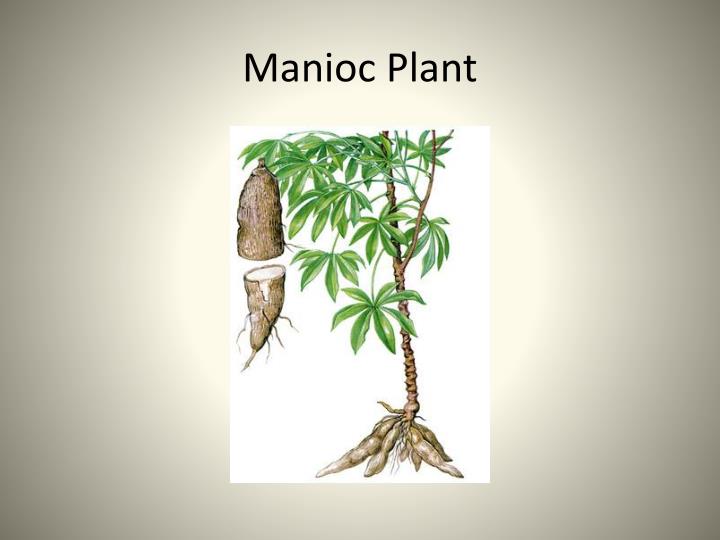 PPT - Tainos PowerPoint Presentation - ID:2146153