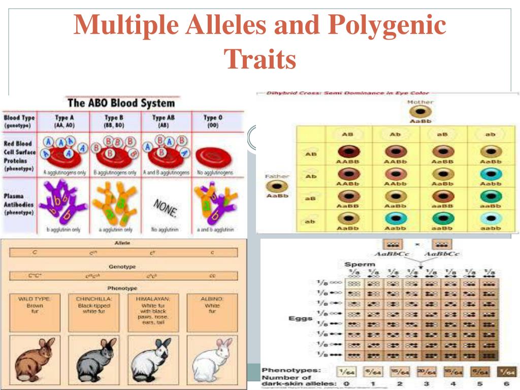 Polygenic Inheritance Examples Polygenic Inheritance Examples