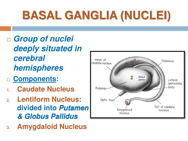 PPT - BASAL GANGLIA PowerPoint Presentation - ID:2147155