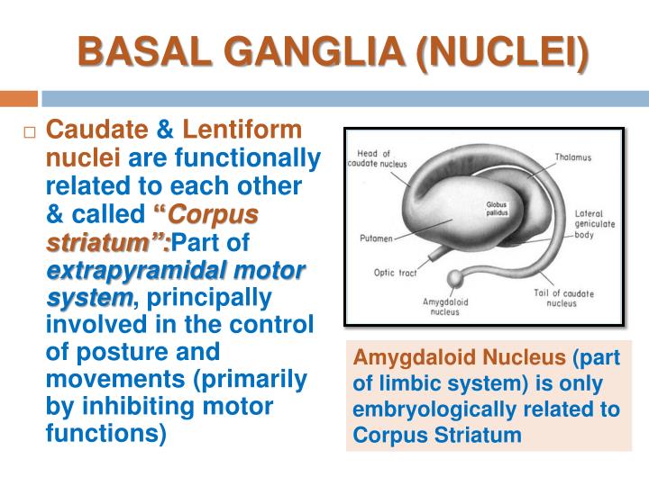 PPT - BASAL GANGLIA PowerPoint Presentation - ID:2147155