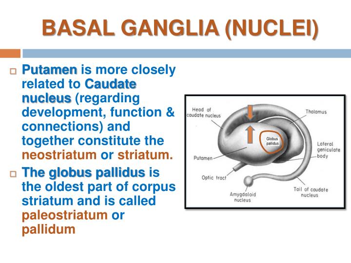 PPT - BASAL GANGLIA PowerPoint Presentation - ID:2147155