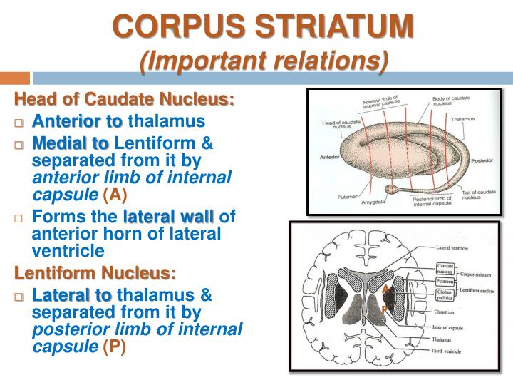 PPT - BASAL GANGLIA PowerPoint Presentation - ID:2147155