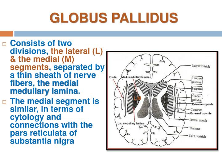 PPT - BASAL GANGLIA PowerPoint Presentation - ID:2147155