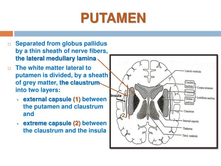 PPT - BASAL GANGLIA PowerPoint Presentation - ID:2147155
