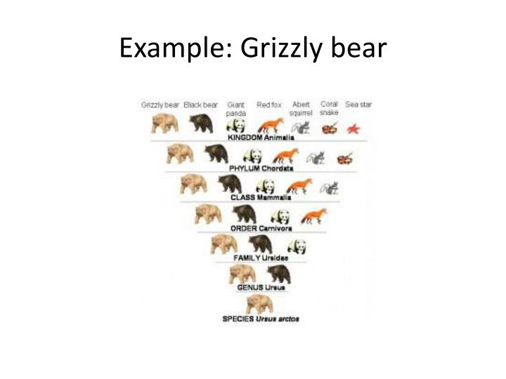 PPT - Classification system PowerPoint Presentation - ID:2147449