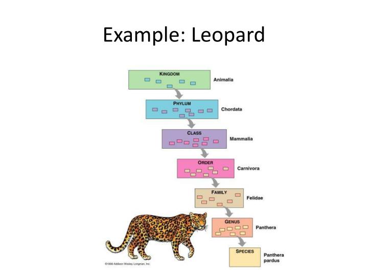 PPT - Classification system PowerPoint Presentation - ID:2147449