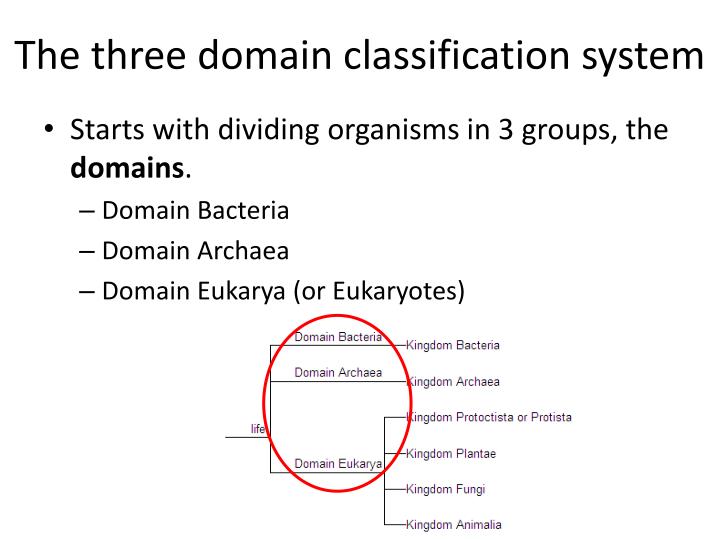 PPT - Classification system PowerPoint Presentation - ID:2147449