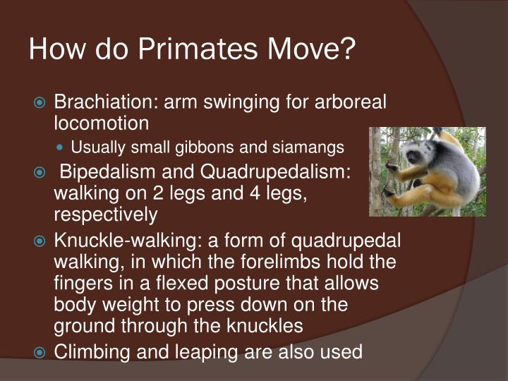 PPT - Physical Anthropology: primate evolution PowerPoint Presentation ...