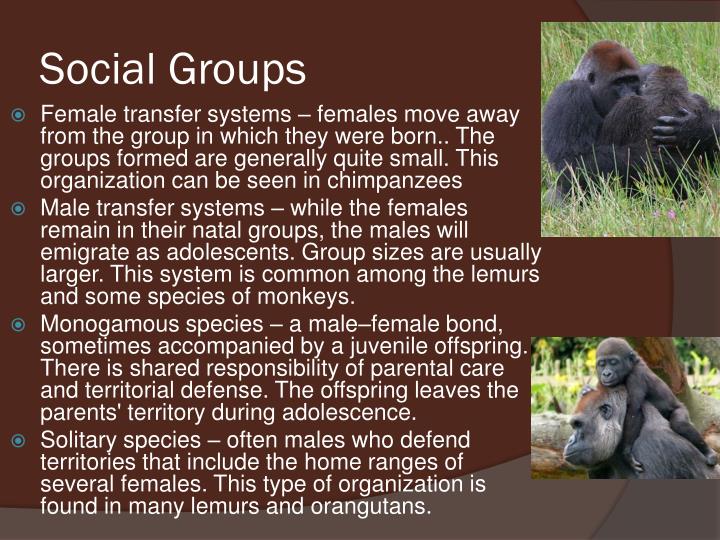 PPT - Physical Anthropology: primate evolution PowerPoint Presentation ...