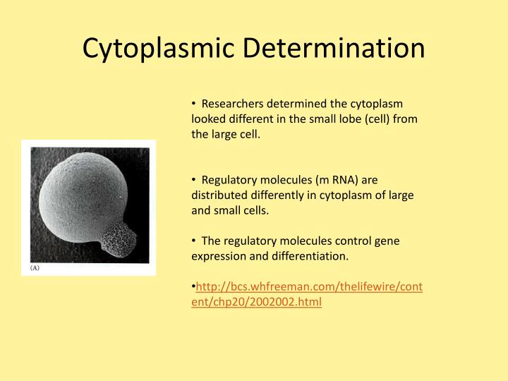 PPT - Fertilization PowerPoint Presentation - ID:2148008