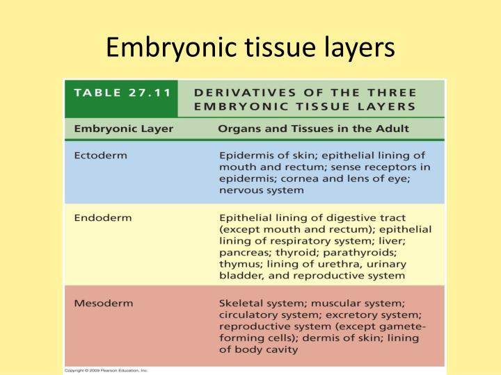 PPT - Fertilization PowerPoint Presentation - ID:2148008