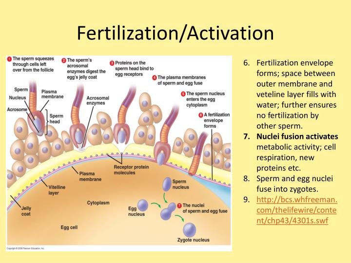 PPT - Fertilization PowerPoint Presentation - ID:2148008