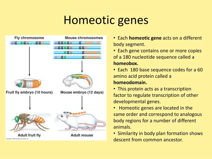 PPT - Fertilization PowerPoint Presentation - ID:2148008