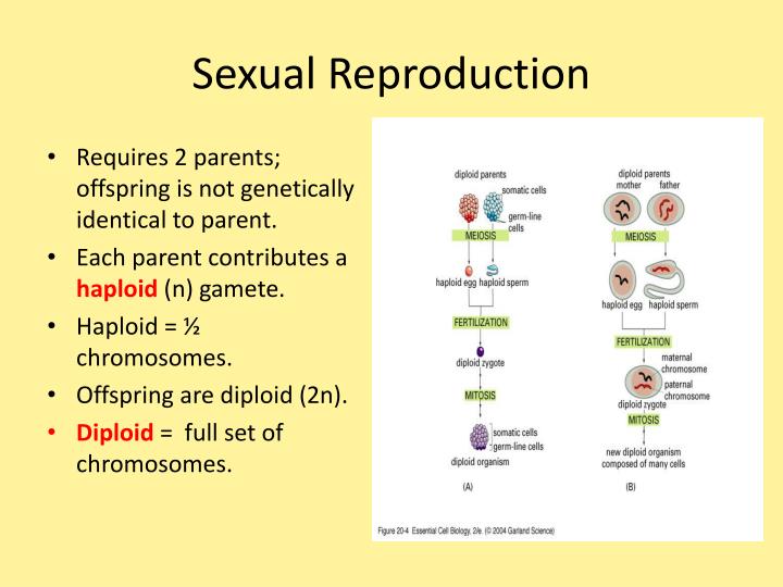 PPT - Fertilization PowerPoint Presentation - ID:2148008