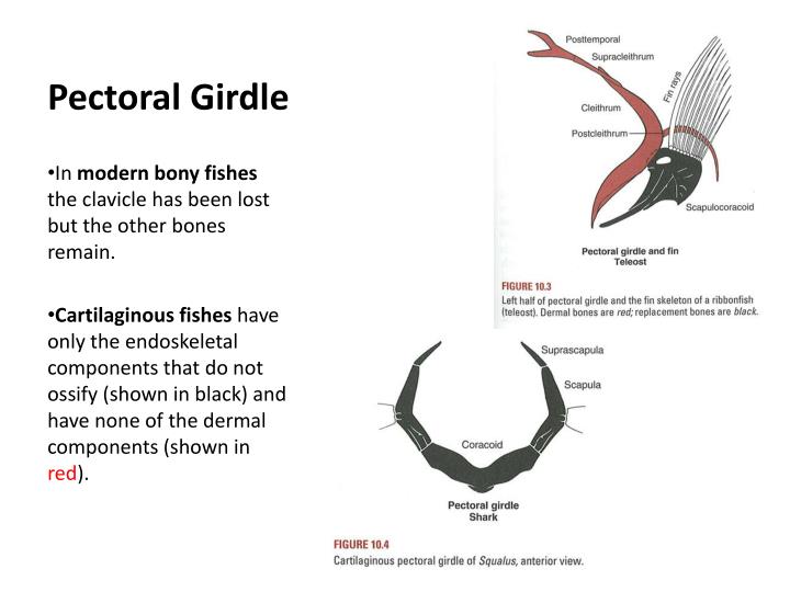PPT - Pectoral Girdle PowerPoint Presentation - ID:2148354
