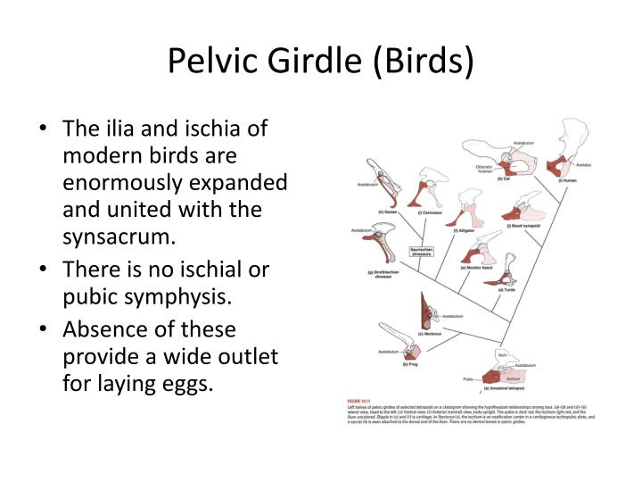 PPT - Pectoral Girdle PowerPoint Presentation - ID:2148354