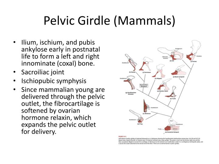 PPT - Pectoral Girdle PowerPoint Presentation - ID:2148354
