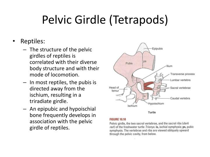 PPT - Pectoral Girdle PowerPoint Presentation - ID:2148354