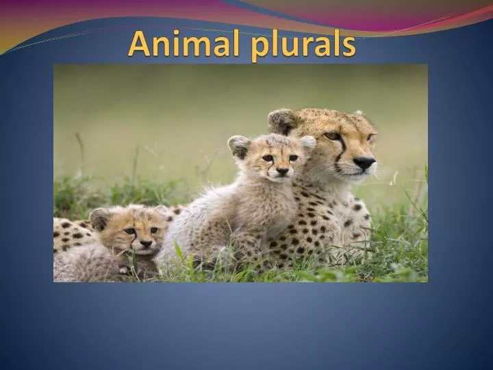 PPT - Animal plurals PowerPoint Presentation, free download - ID:2149201