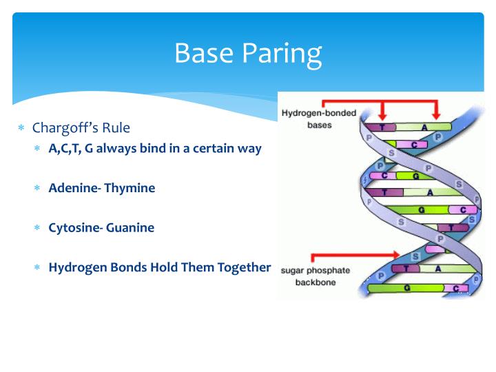 PPT - Structure and Function of DNA PowerPoint Presentation - ID:2149243