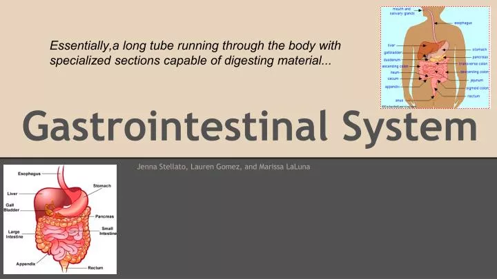 PPT - Gastrointestinal System PowerPoint Presentation, free download ...