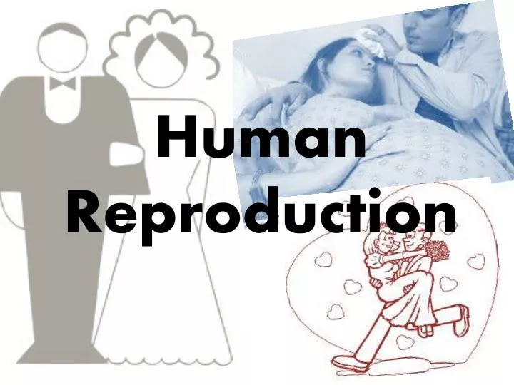 Ppt Human Reproduction Powerpoint Presentation Free Download Id