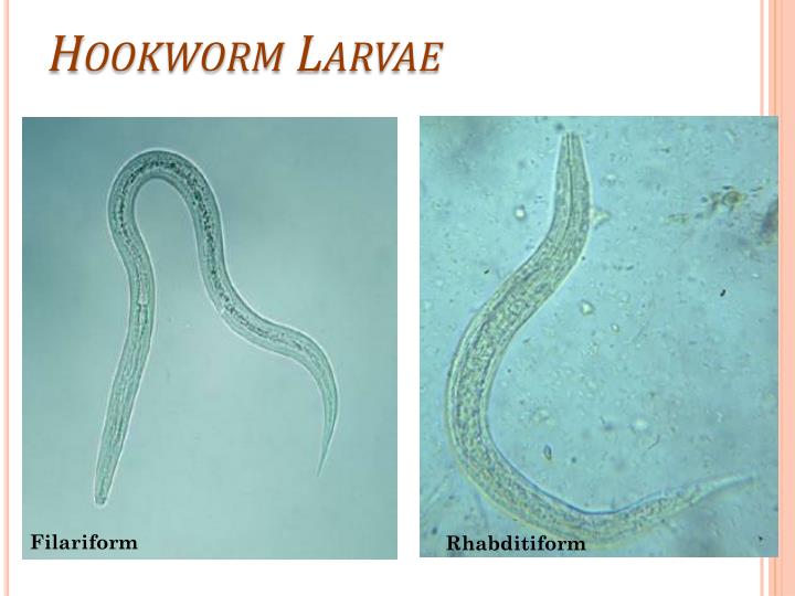 PPT - Medical Parasitology Lab. PowerPoint Presentation - ID:2150343