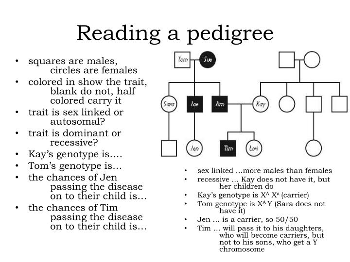 PPT - Gregor Mendel PowerPoint Presentation - ID:2150554