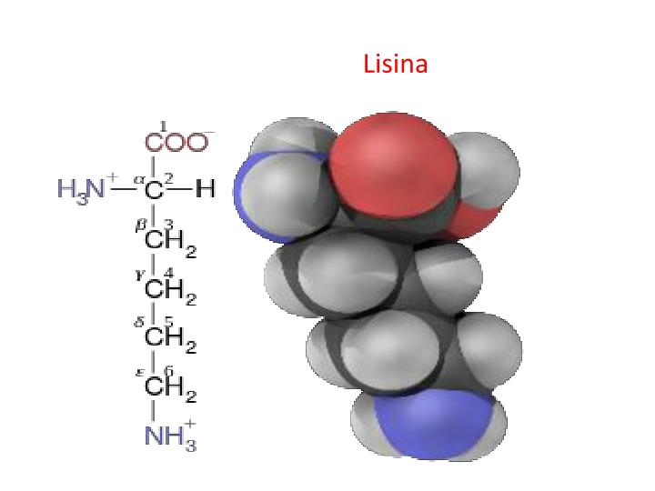 PPT - (3) α - aminoácidos – componentes de proteinas y el enlace ...