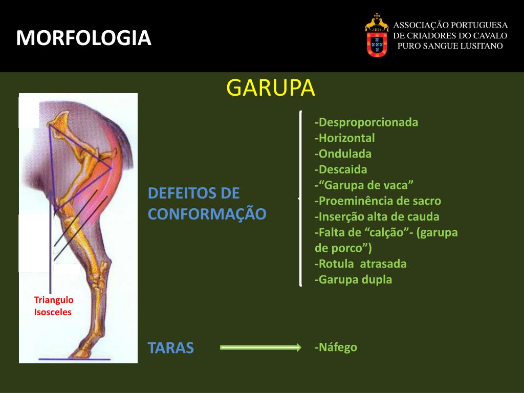 PPT - ASSOCIAÇÃO PORTUGUESA DE CRIADORES DO CAVALO PURO SANGUE LUSITANO ...
