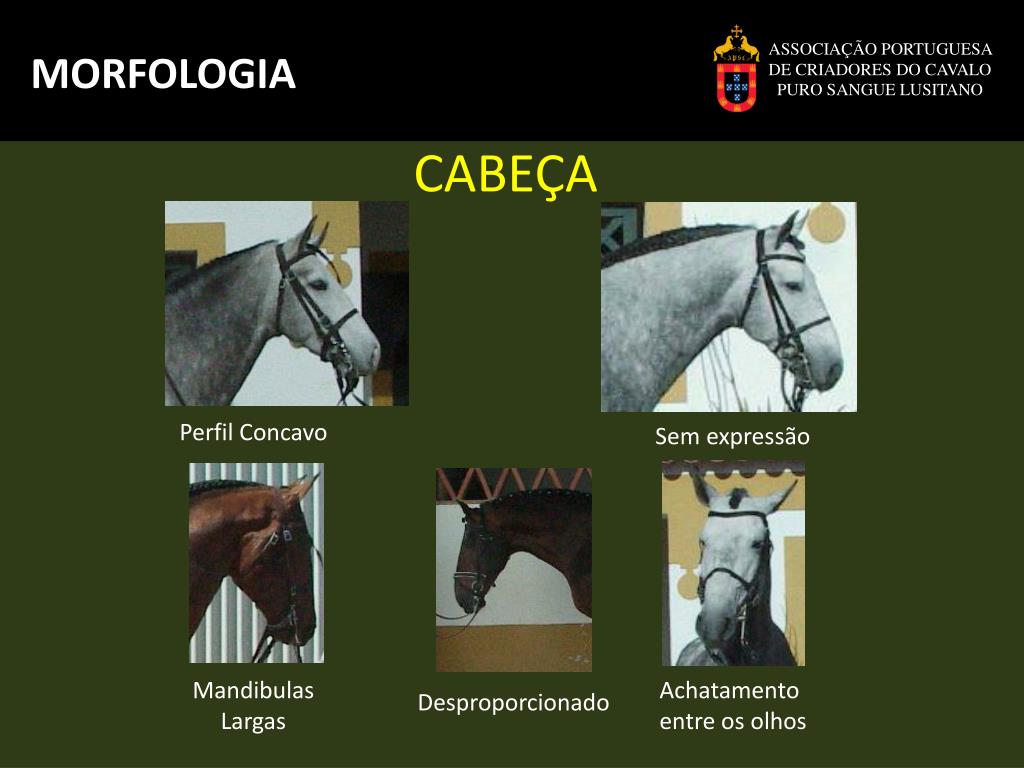 PPT - ASSOCIAÇÃO PORTUGUESA DE CRIADORES DO CAVALO PURO SANGUE LUSITANO ...