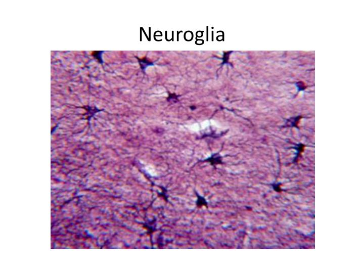 PPT - Histology: Muscle and Nervous Tissue PowerPoint Presentation - ID ...