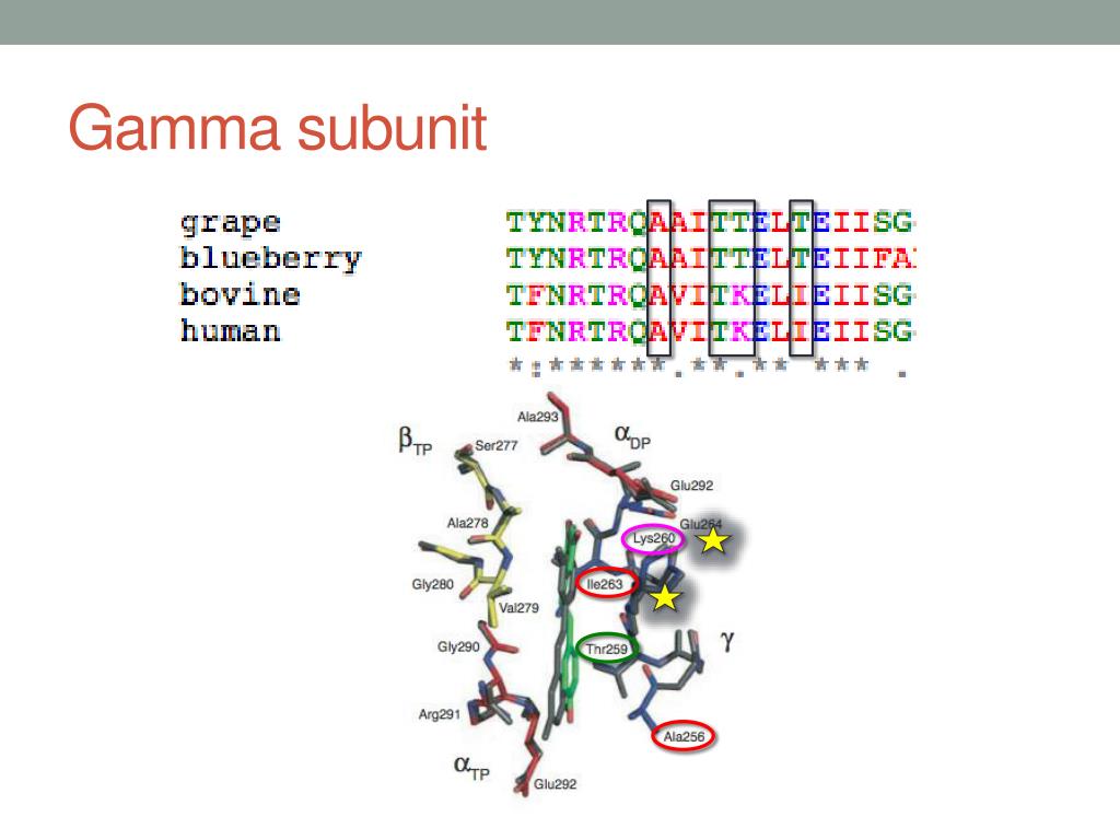 PPT - Lauren Ivey Laura McCoy PowerPoint Presentation, free download ...