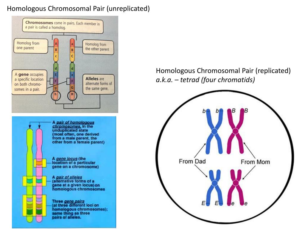 Ppt Homologous Pairs Of Chromosomes In Human Somatic Cells Powerpoint