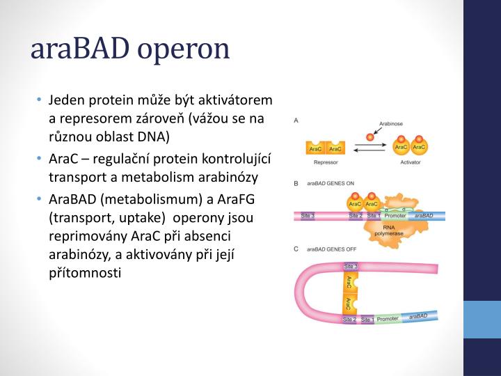 PPT - Regulace transkripce u prokaryot PowerPoint Presentation - ID:2151721