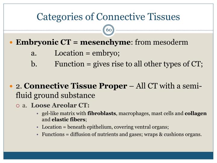 PPT - Histology and Embryology PowerPoint Presentation - ID:2151925