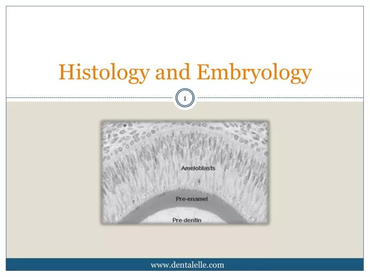 PPT - Histology and Embryology PowerPoint Presentation, free download ...