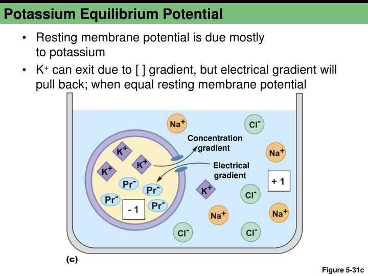 PPT - Chapter 5c PowerPoint Presentation - ID:2151958