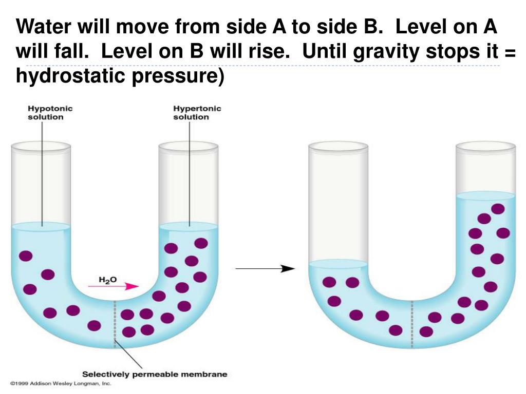 PPT - Cell Biology: The Cell Membrane PowerPoint Presentation, free ...
