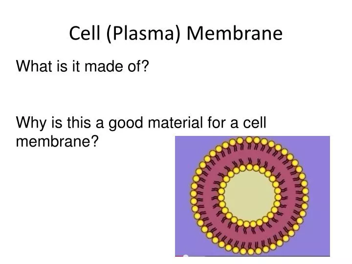 PPT - Cell (Plasma) Membrane PowerPoint Presentation, free download ...