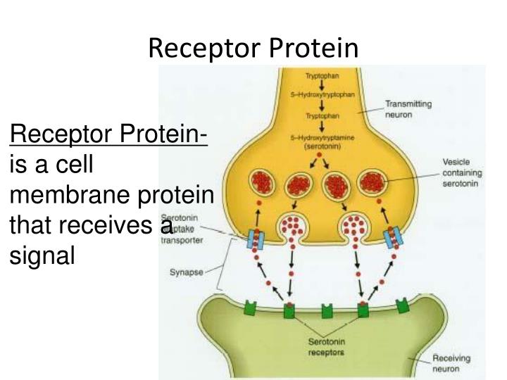 PPT - Cell (Plasma) Membrane PowerPoint Presentation - ID:2152389