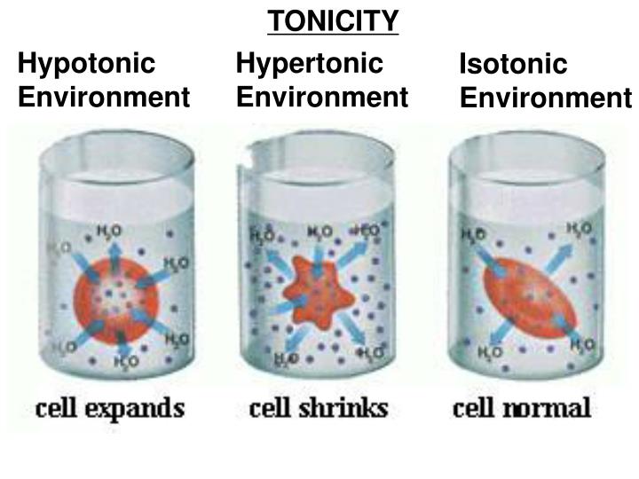 PPT - Cell (Plasma) Membrane PowerPoint Presentation - ID:2152389