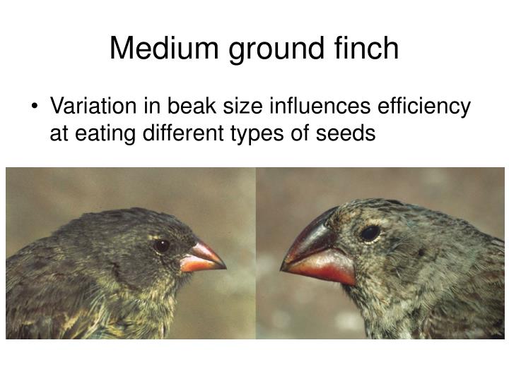 PPT - Chapter 8 Natural selection: empirical studies in the wild ...