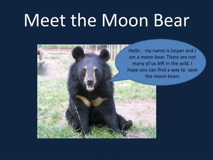 PPT - Meet the Moon Bear PowerPoint Presentation, free download - ID ...